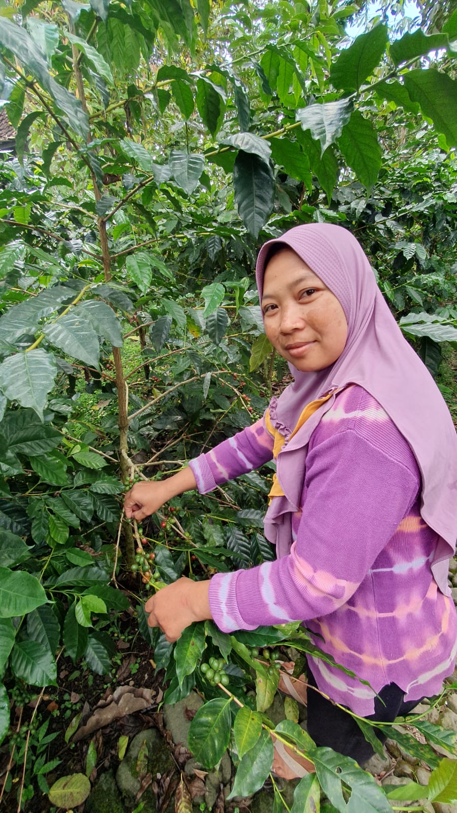 From Tobacco to Organic Coffee: How Farmers Are Transforming Agriculture in Indonesia ...